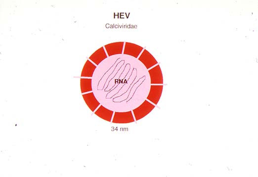 Viral Hepatitis E