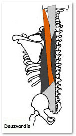 Erector Spinae-Longissimus