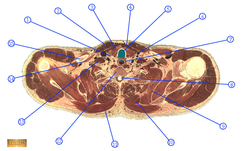 Thorax Cross Section