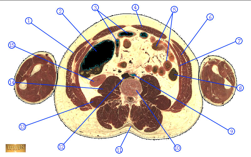 Abdomen Cross Section