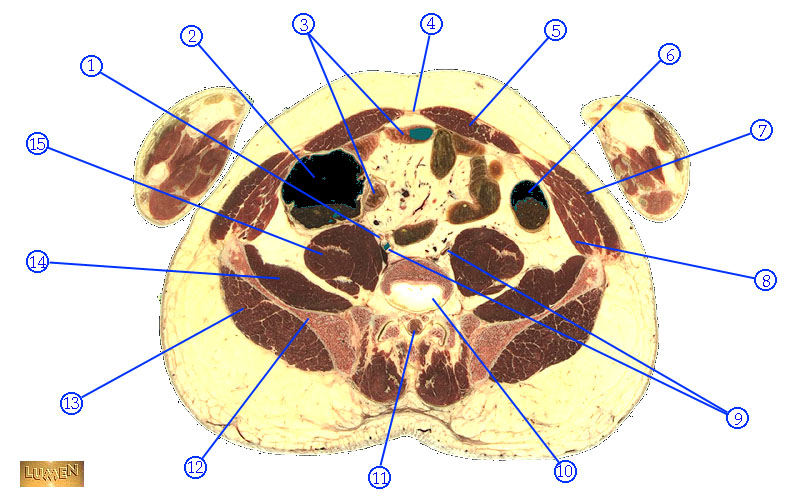 Pelvis Cross Section