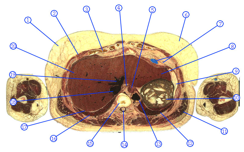 Thorax Cross Section