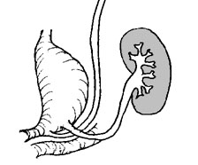 Normal Bladder Development 2